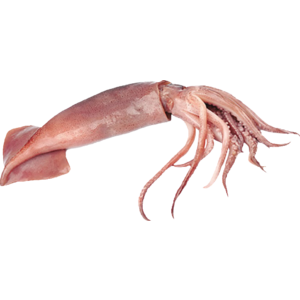 Koophulp – inktvissen – De K van Koken